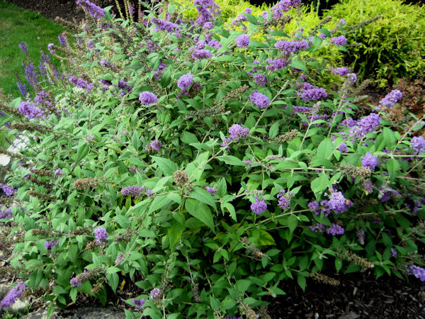 A GUIDE TO NORTHEASTERN GARDENING: Feature Plant: Dwarf Butterfly Bush