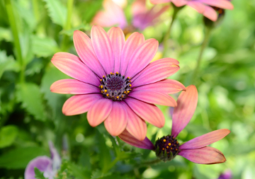 Estudo da Biologia: Angiosperma