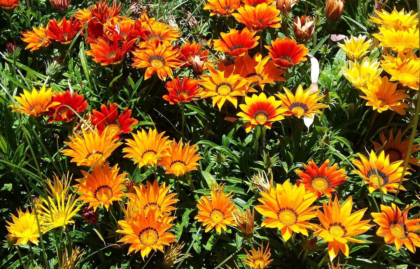 HERBARIO VIRTUAL DE BANYERES DE MARIOLA Y ALICANTE: Gazania splendens ...
