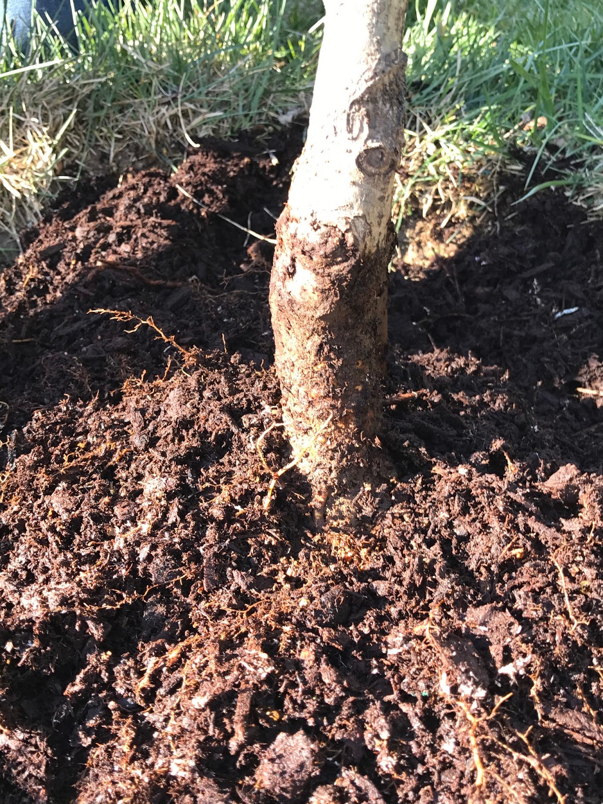 CO-Horts: Stem Girdling Roots