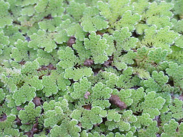 Azolla pinata: Pengertian Azolla