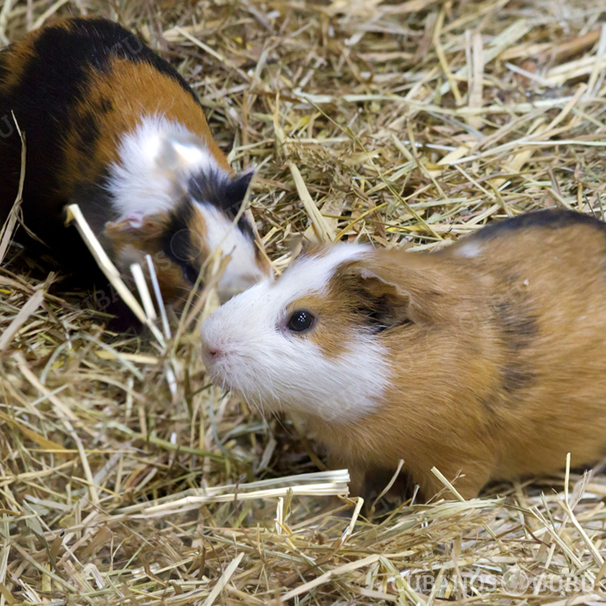 Assange se libera de comer curieles convertido en enano de Jardín