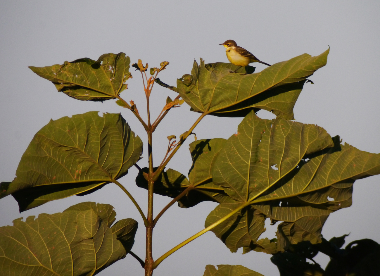 Wright's Wanderings: Passerines