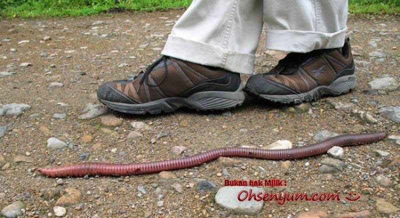 penampakan CACING TANAH TERBESAR di dunia !!! SEREM - Info Berita Tips Unik