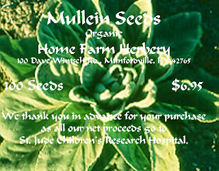 Plant Medicinal Mullein Herb Seeds today in a pot, container or a small ...