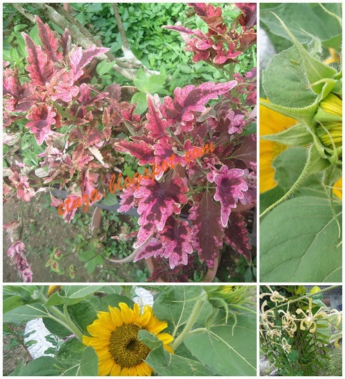 Pesona Bunga Ati-Ati Di Laman Etuza #6