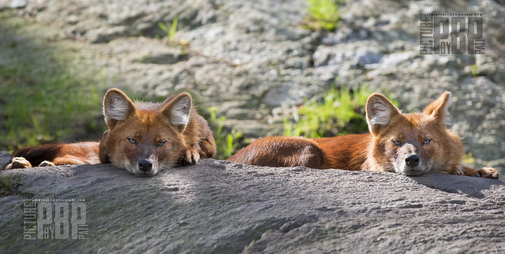 White Wolf : Meet The Amazing Looking Mountain Wolf (The Dhole) From Asia