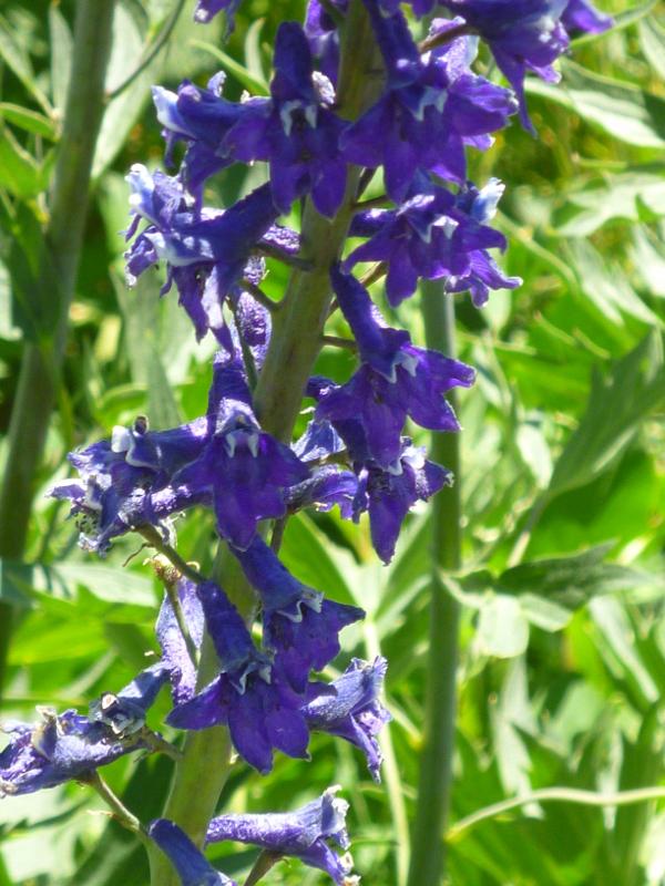 Trailing Ahead: Glaucous larkspur at Tahoe Meadows