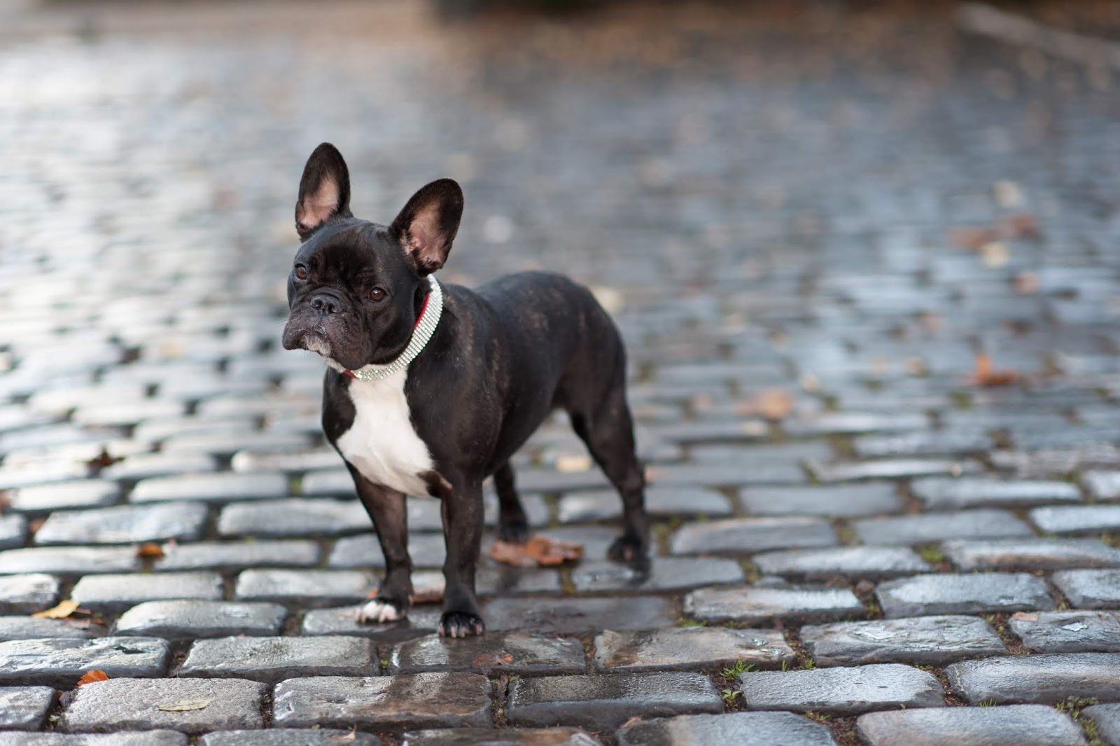 Faire un shooting photo pro avec son chien