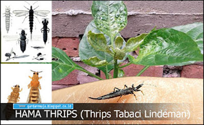 Hama Thrips (Thrips Sp.) - Garda Remaja