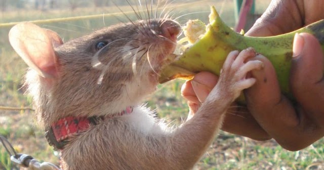 African giant rats trained to detect tuberculosis in humans | Nigerian ... African giant rats trained to detect tuberculosis in humans | Nigerian ...