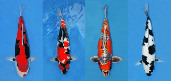 Swimming Jewels: How to Choose Koi Fish For Ornamental Fish