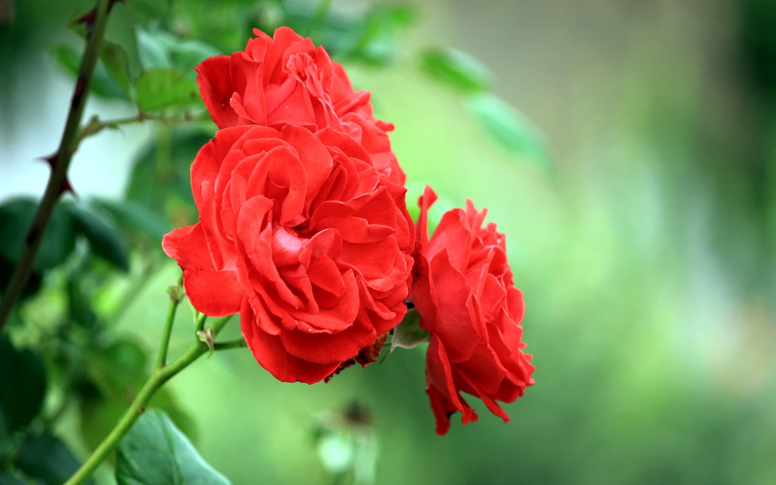 Rama Con Flores Rojas - Fondos de Pantalla HD - Wallpapers HD