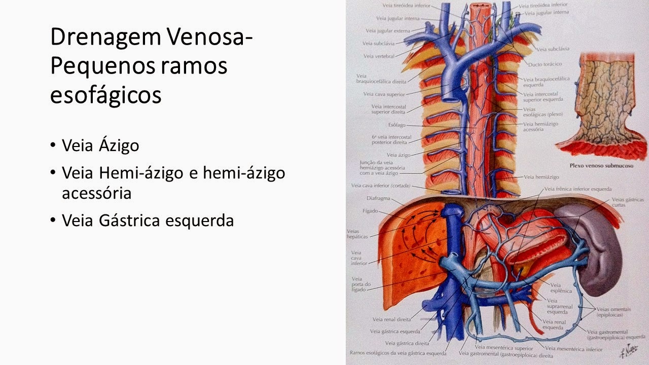Liga de Anatomia ULBRA: ESÔFAGO