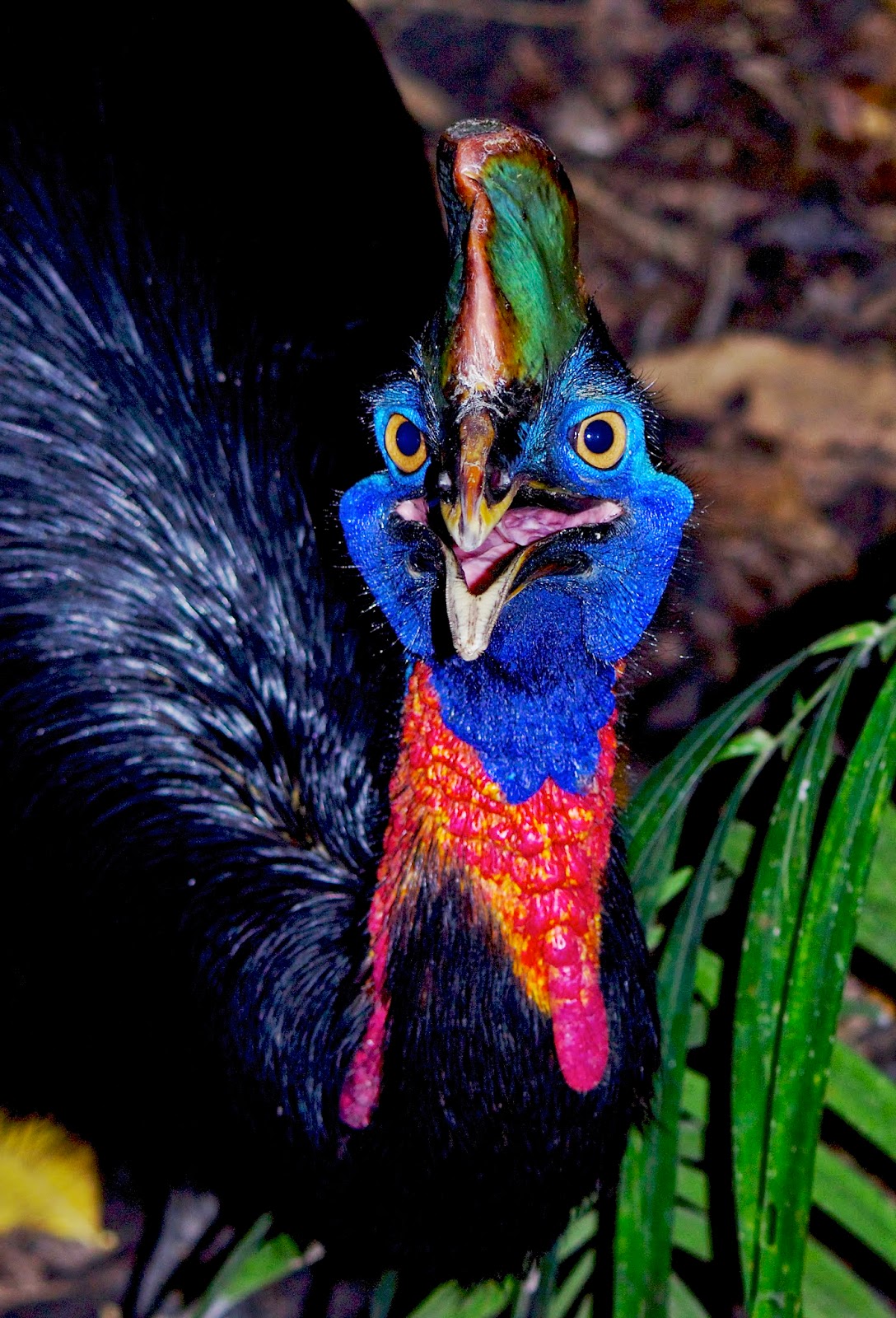 CASSOWARY photos - wallpapers (ανανεωμένο) | the fun bank