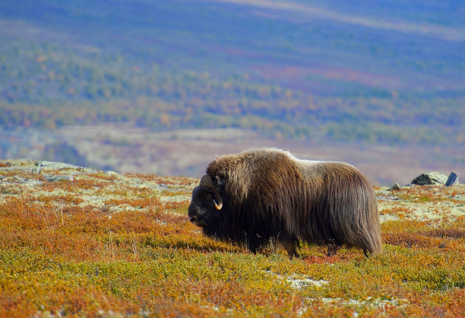 Naturfoto Einar Hugnes: Moskus i familieflokker og enslige okser