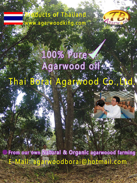 Arabic Perfume: agarwood tree