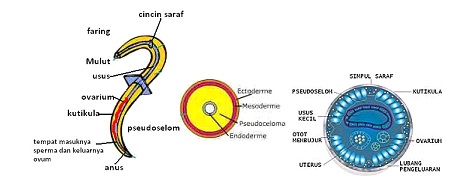 Ingin Tahu: BIOLOGI X : NEMATHELMINTES
