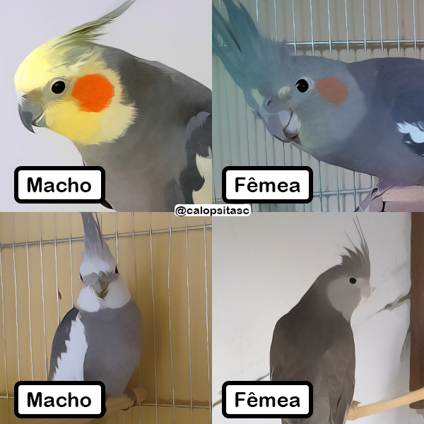 Dicas para descobrir se sua calopsita é macho ou fêmea