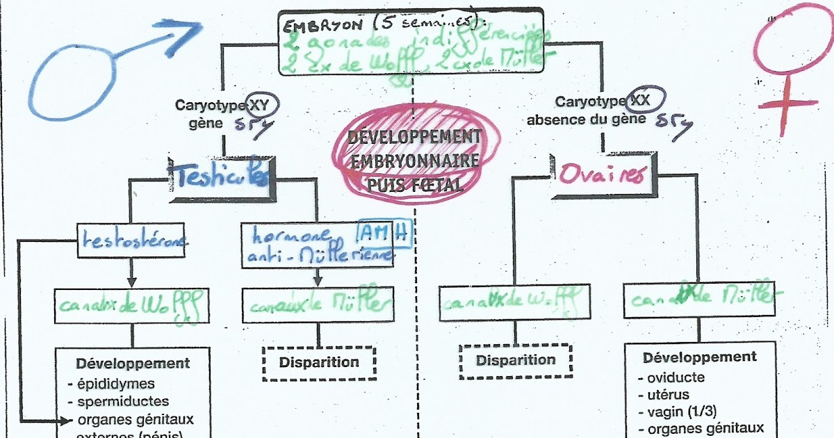 Première S 4: Devoir de SVT - Cours et schémas