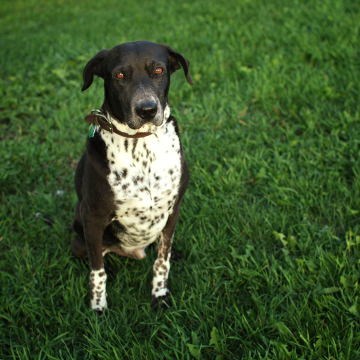 Jackson - Shar Pei Pointer mix
