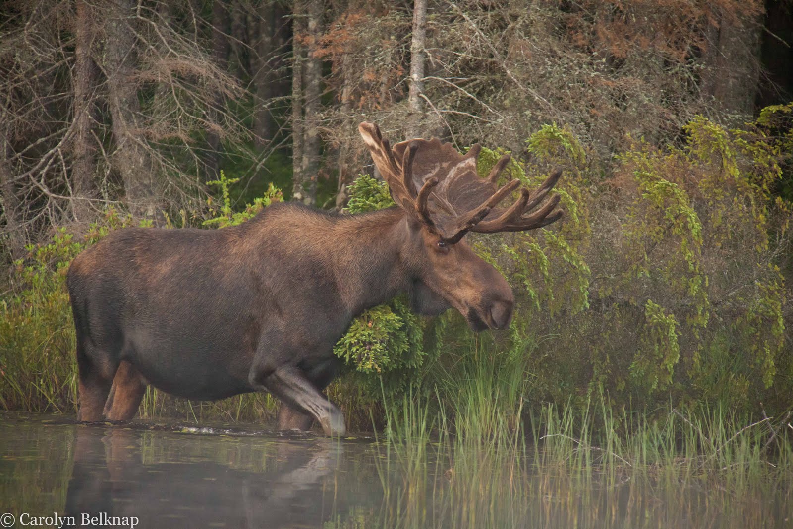 Adirondack Wildlife: The Vocal Moose - - The Adirondack Almanack