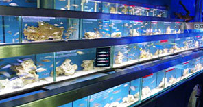 My Flash Game List: 逃出无人水族馆Escape From A Fish Shop