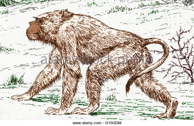 Kriptozoológia - Az állatvilág rejtélyes oldala: Nandi medve- Az ...