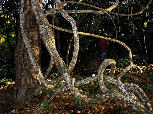 Curimentero: Mundo Curioso: AYAHUASCA: wikipedia ¿que es la ayahuasca?