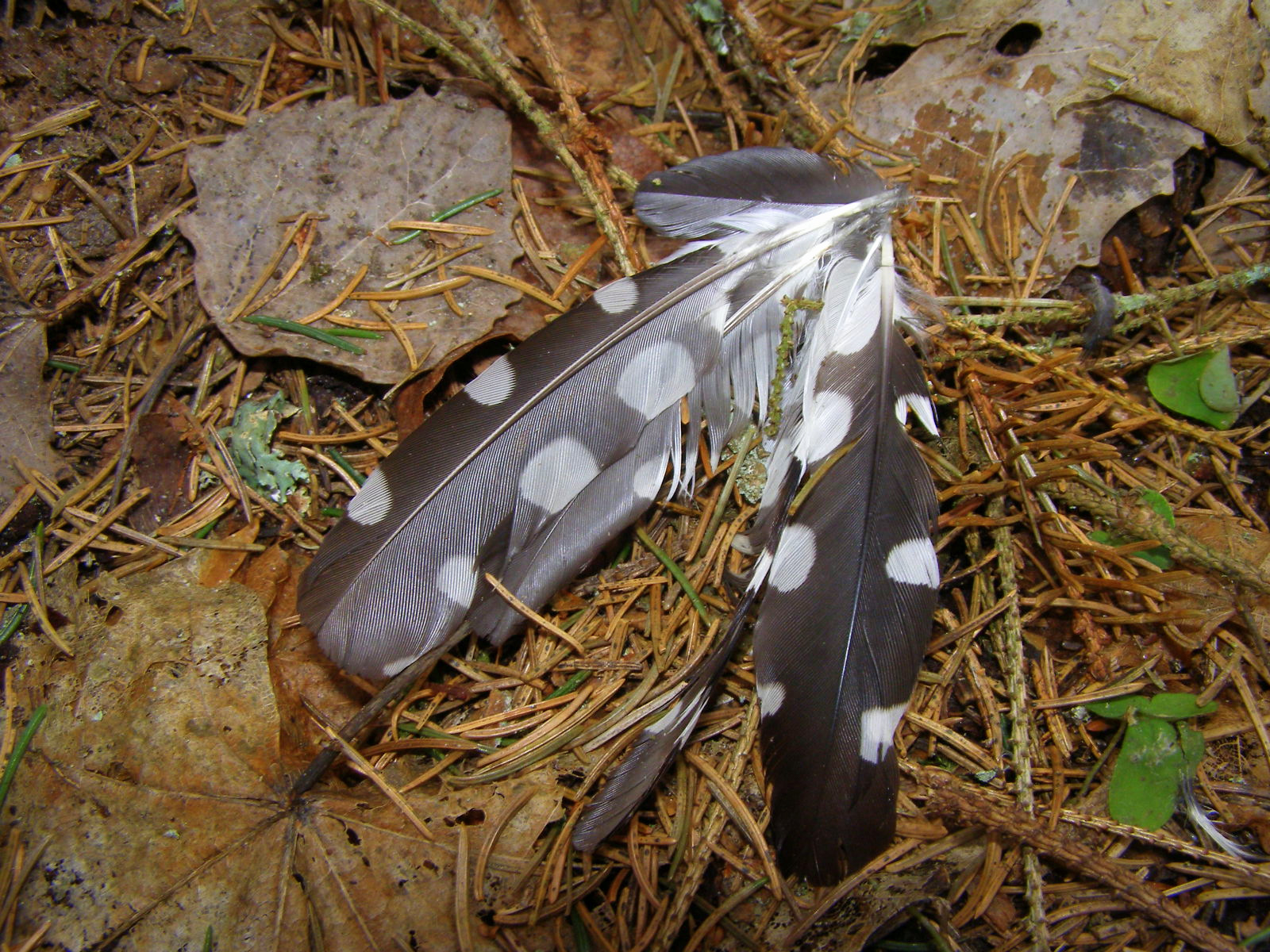 Gara pastaiga Pokaiņu mežā