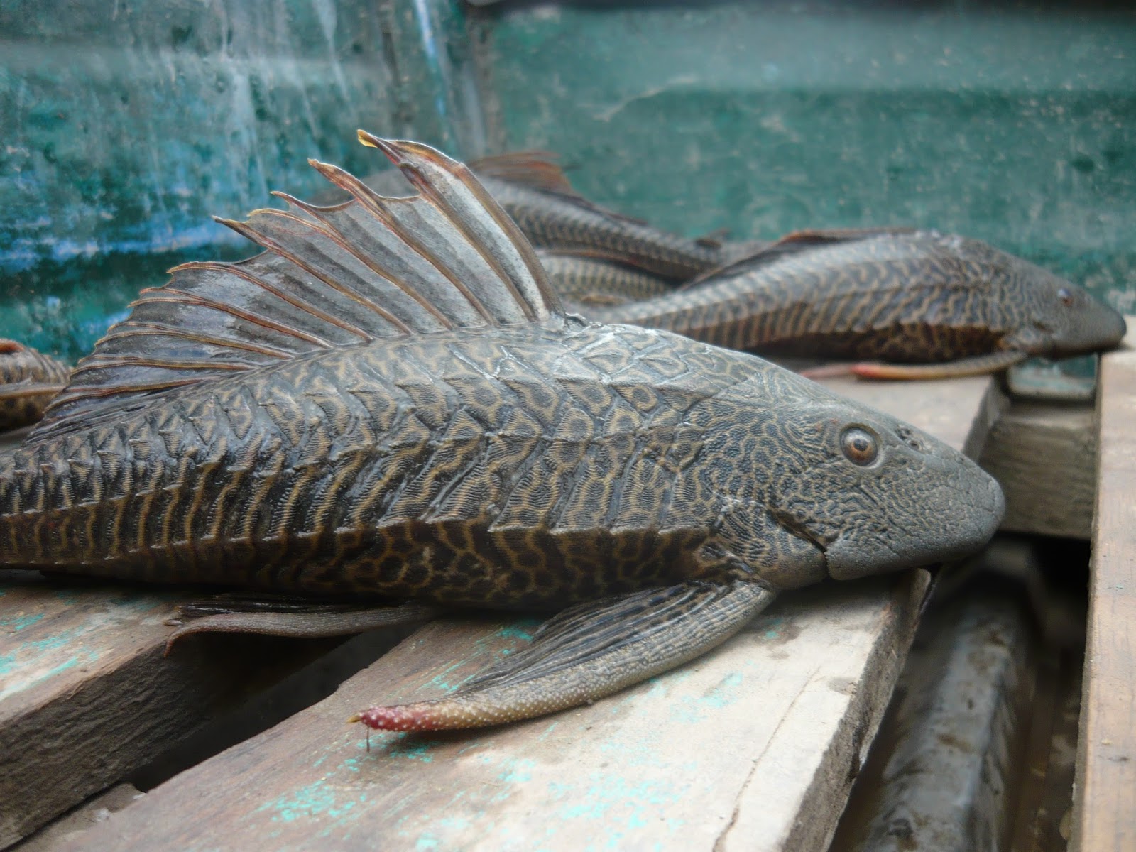 La Pesca de la Carachama