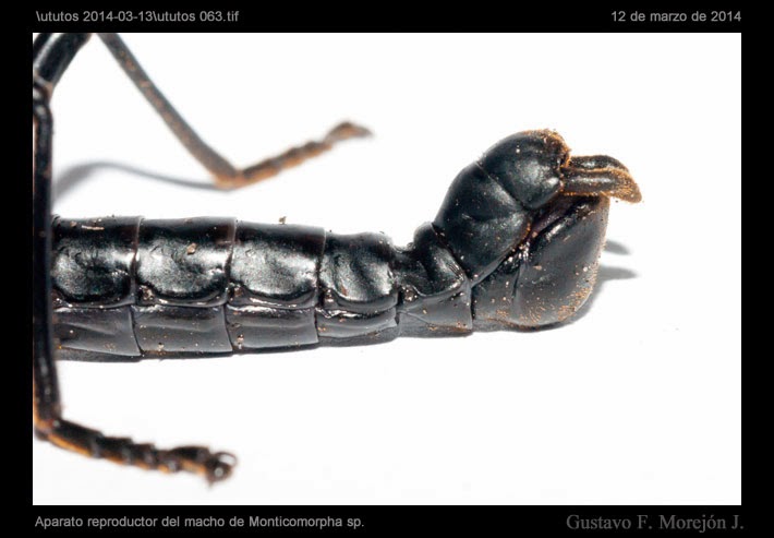 Ututos : "Los gentiles monstruos de la noche"