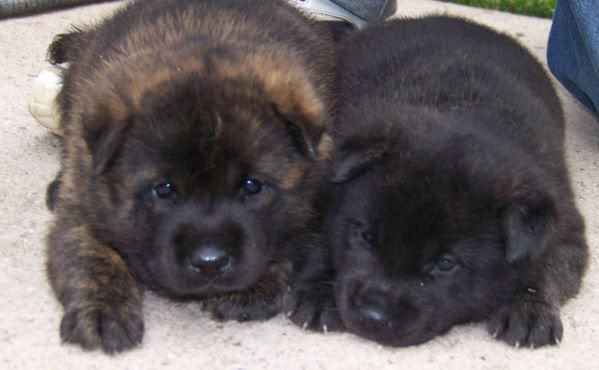 Cães & Cães: Kai Inu - 04