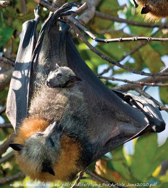 Megabat, Flying-fox, Fruit Bat Article - australianwildlife.net.au