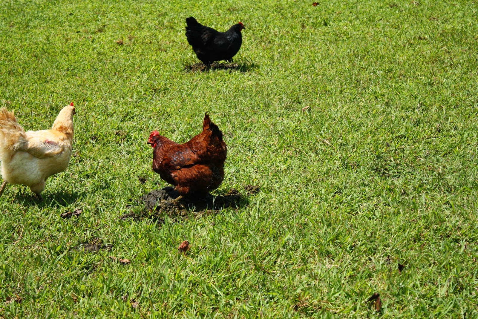 My Barefoot Farm: The Chicken and the Cow