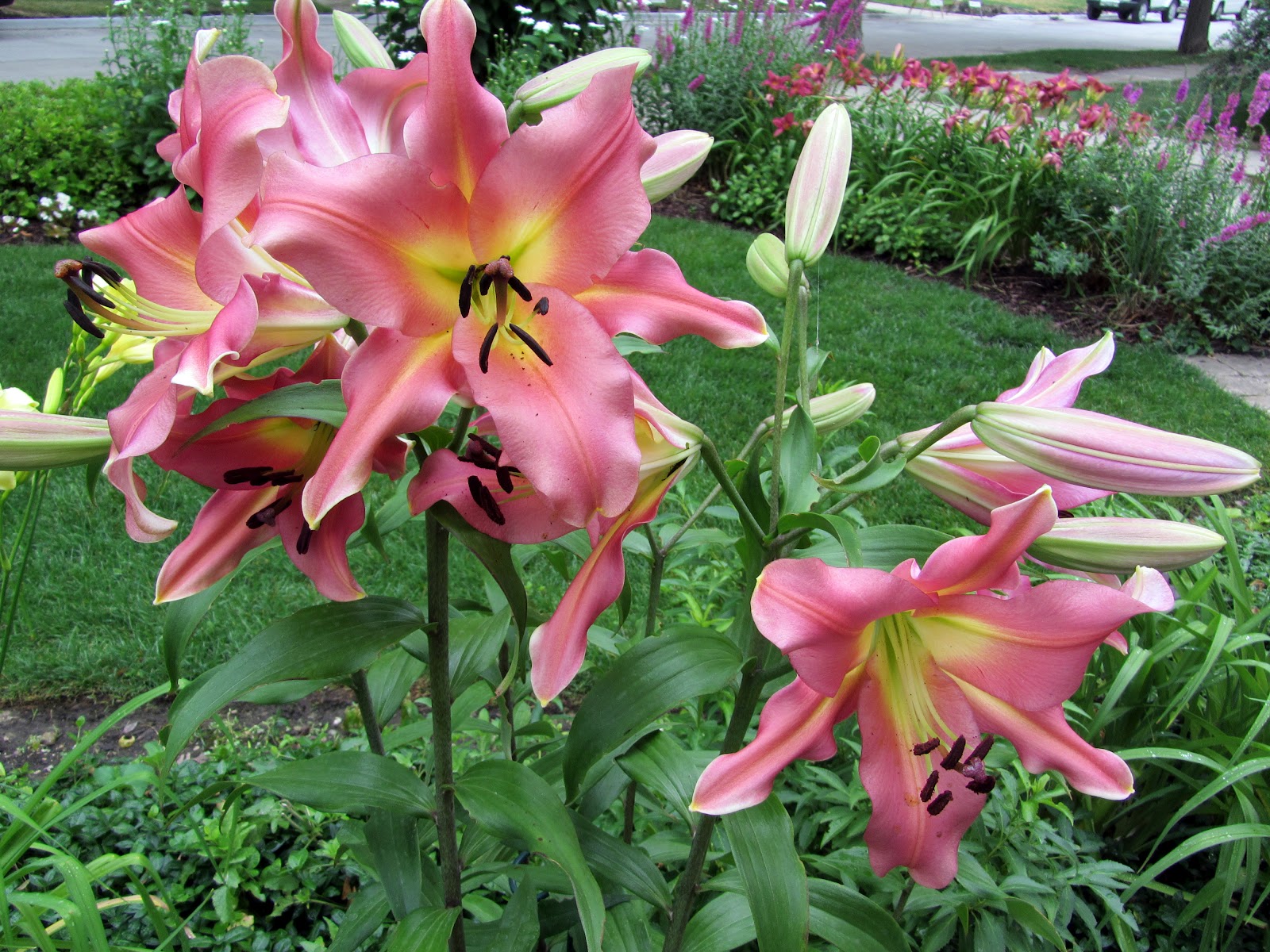 Gatsbys Gardens: Jun 24, 2012