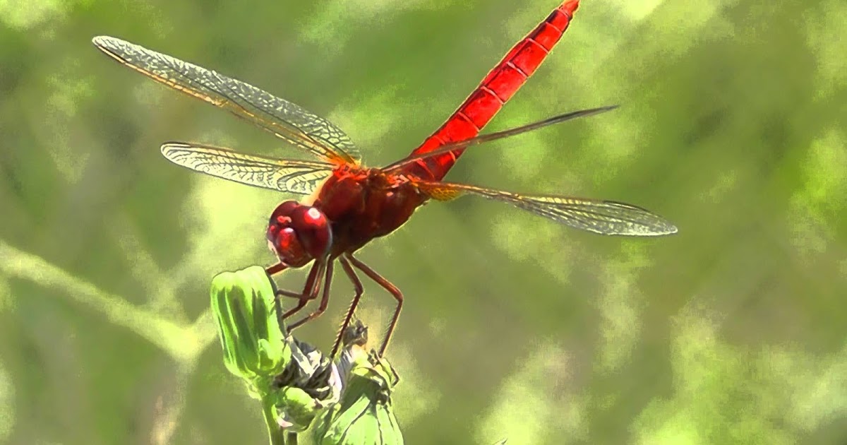 Encuentros antes del alba: La libélula roja.-