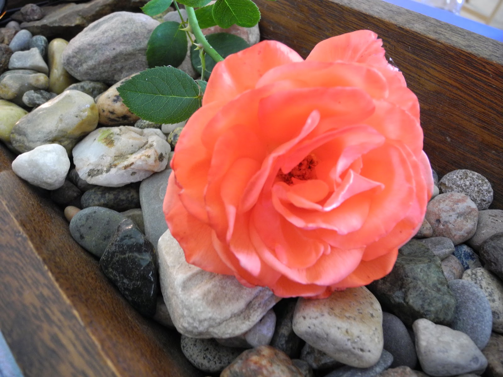 God's Growing Garden: Frank's Flowers - The "Rolly" Rose