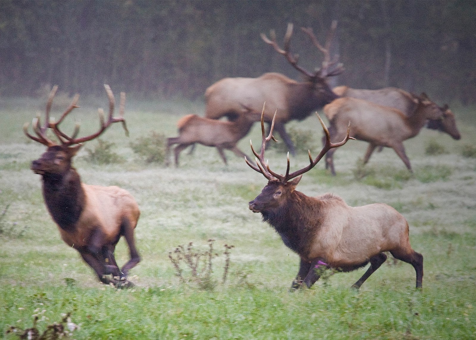 Arkansas Wildlife Photography: Taking Good Elk Bull Fight Pictures -- 7 ...