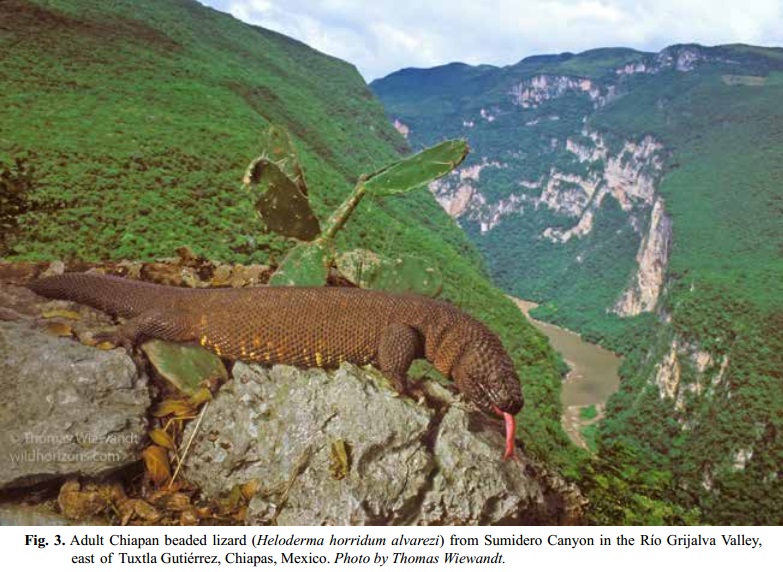 Species New to Science: [Herpetology • 2013] Taxonomic Reassessment and ...