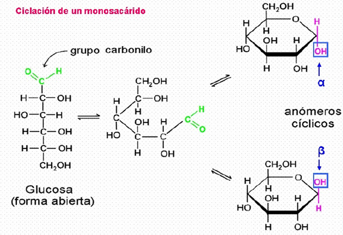 Bioquimica : Carbohidratos