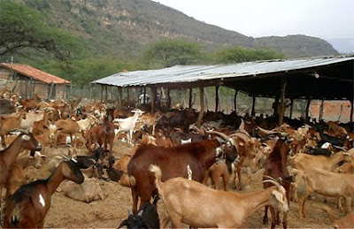 MUNDO CAPRINO: ALGO DE HISTORIA CAPRINA