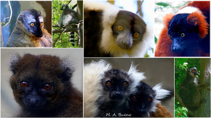 Foto-Natura-Huesca: LÉMURES Lemuroidea John Edward Gray, 1821 lemurs ...