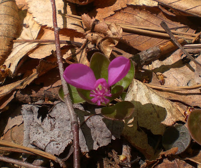 Woods Walks and Wildlife: West Rock ho! (Part 2: Birds and flowers and ...