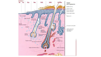 HISTO-EMBRIOLOGIA: EMBRIOLOGIA DE LA PIEL