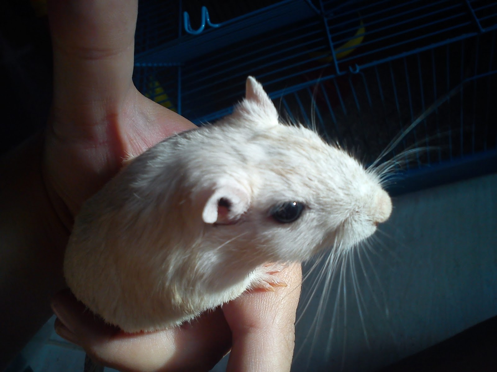 Por que ter um gerbil?