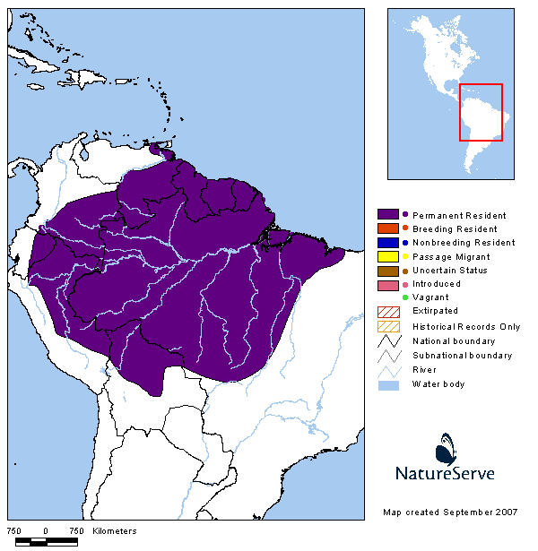 mis fotos de aves: Ramphastos cuvieri Tucán de Cuvier Cuvier's Toucan