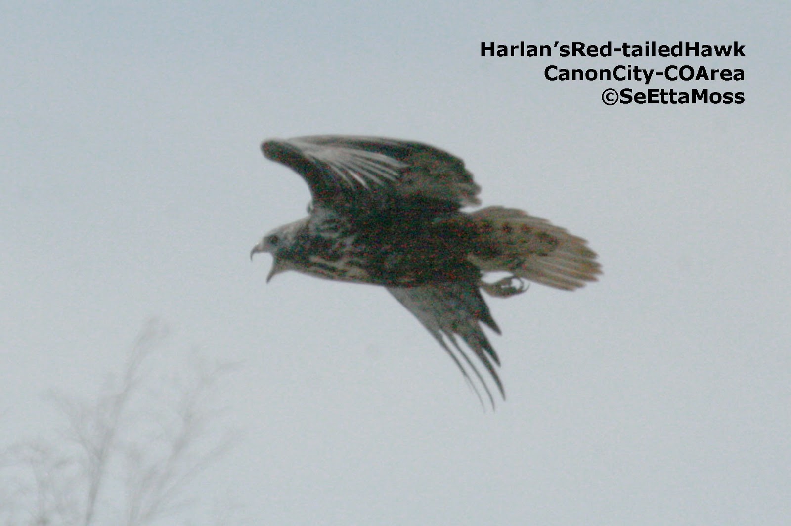 Harlan's Red-tailed Hawk