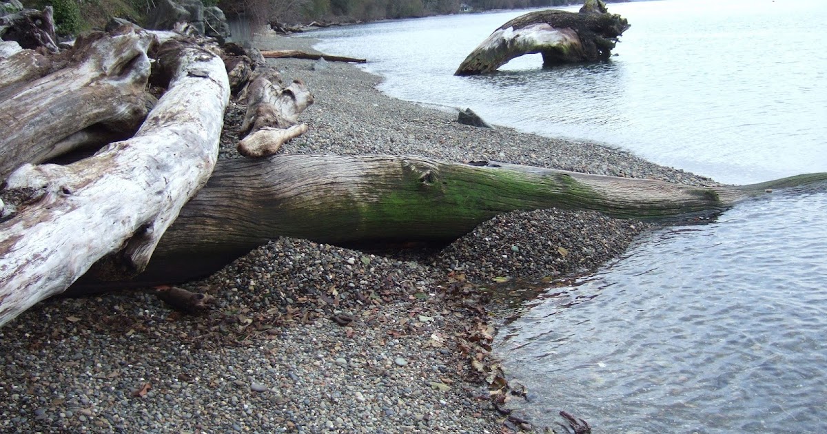 Reading the Washington Landscape: Longshore Drift and a Drift Log
