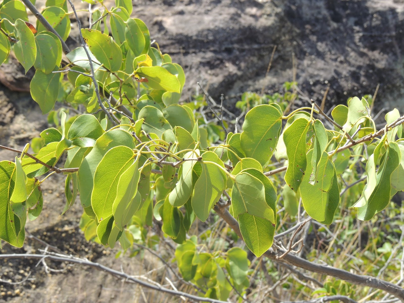 Fabaceae - Leguminosae no Brasil: Peltogyne